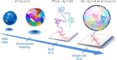 Frontiers | Every gene everywhere all at once: High-precision measurement of 3D chromosome ...